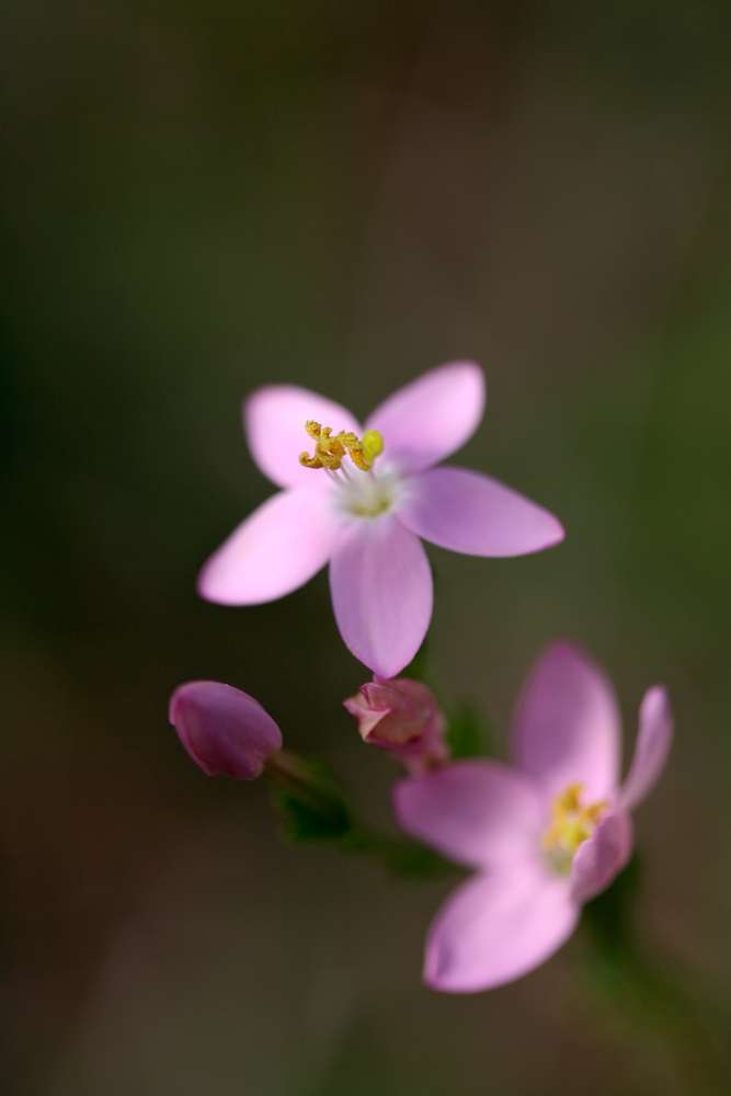 Centaury o Centaura, la Flor de Bach que te enseñará a decir “no”