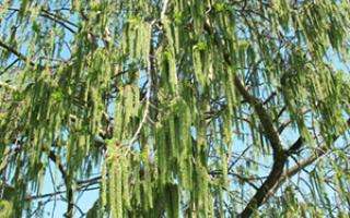 La Flor de Bach Aspen o Álamo Temblón, para los miedos desconocidos