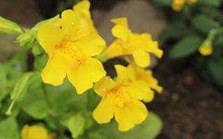 Mimulus o mimulo, la Flor de Bach para acabar con el miedo y la timidez